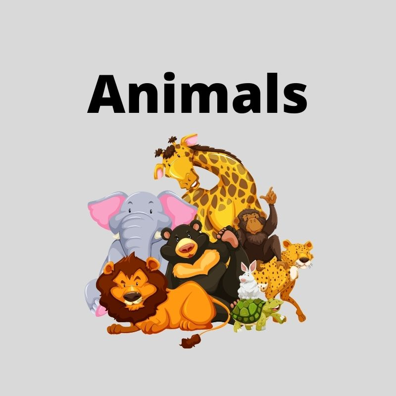 Explore Our Wild Animal Collection - Shop Lions, Tigers, Bears, and ...